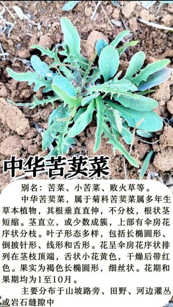 苦丁菜是什么_苦丁菜怎么吃-第1张图片-山城妙识