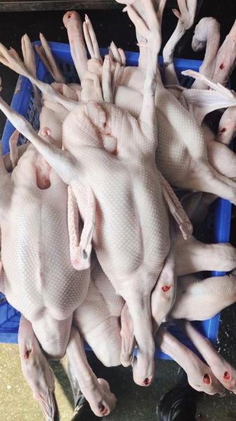 鹅肉多少钱一斤_鹅肉价格行情-第2张图片-山城妙识 鹅肉多少钱一斤_鹅肉价格行情-第2张图片-山城妙识