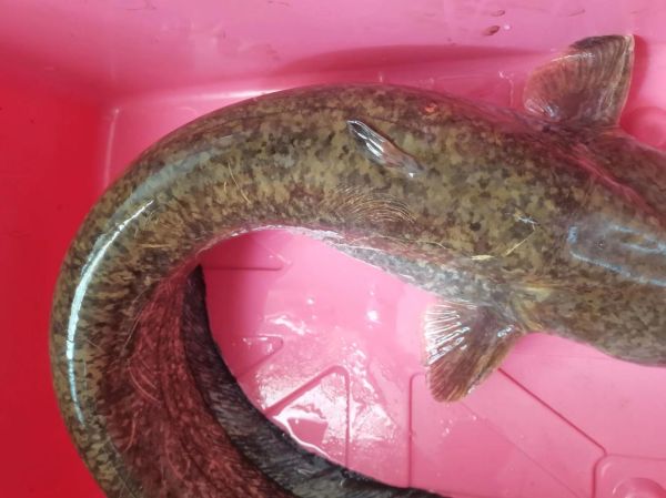 棉鱼是什么鱼_棉鱼图片长什么样-第1张图片-山城妙识 棉鱼是什么鱼_棉鱼图片长什么样-第1张图片-山城妙识