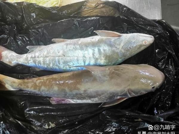 棉鱼是什么鱼_棉鱼图片长什么样-第2张图片-山城妙识 棉鱼是什么鱼_棉鱼图片长什么样-第2张图片-山城妙识