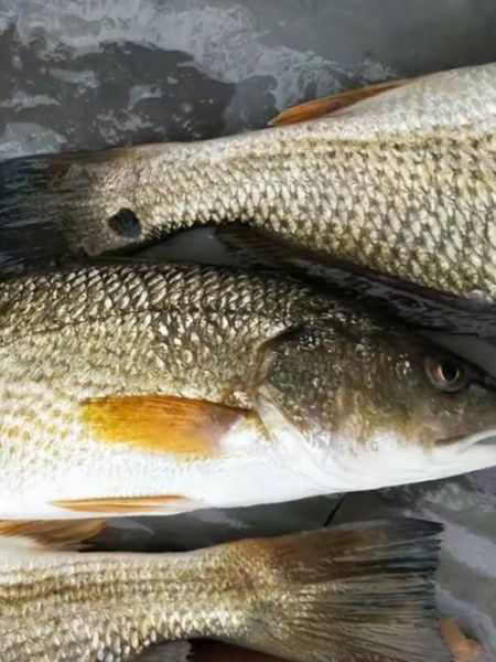 棉鱼是什么鱼_棉鱼图片长什么样-第3张图片-山城妙识 棉鱼是什么鱼_棉鱼图片长什么样-第3张图片-山城妙识