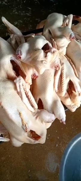 鹅肉多少钱一斤_鹅肉价格行情-第3张图片-山城妙识 鹅肉多少钱一斤_鹅肉价格行情-第3张图片-山城妙识