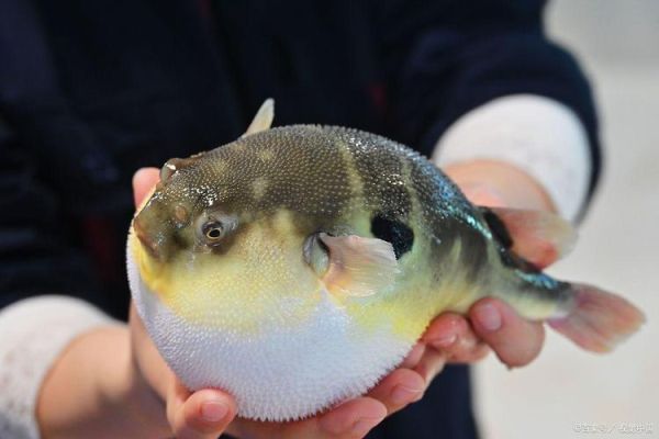 河豚是海鱼还是淡水鱼_河豚生活在什么水域-第1张图片-山城妙识 河豚是海鱼还是淡水鱼_河豚生活在什么水域-第1张图片-山城妙识