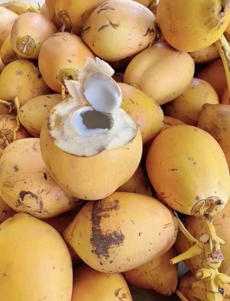 海南水果大全_哪些热带水果值得买-第2张图片-山城妙识