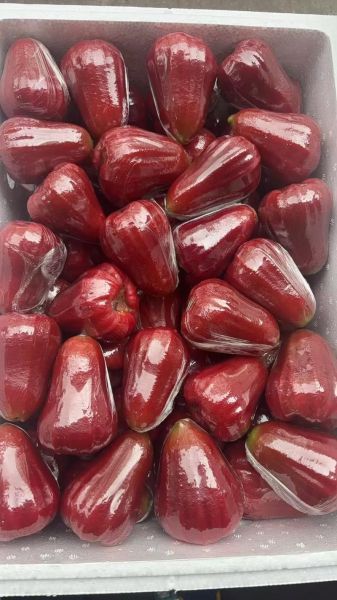 海南水果大全_哪些热带水果值得买-第3张图片-山城妙识