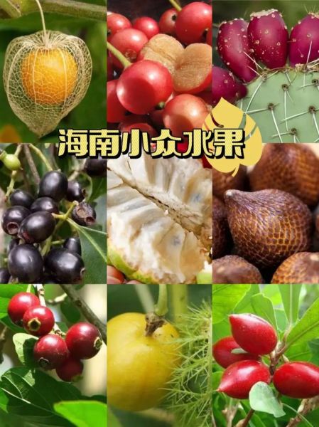 海南水果大全_哪些热带水果值得买-第1张图片-山城妙识