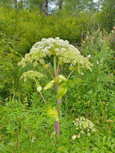 香草美人是什么意思_香草美人典故出处-第2张图片-山城妙识 香草美人是什么意思_香草美人典故出处-第2张图片-山城妙识