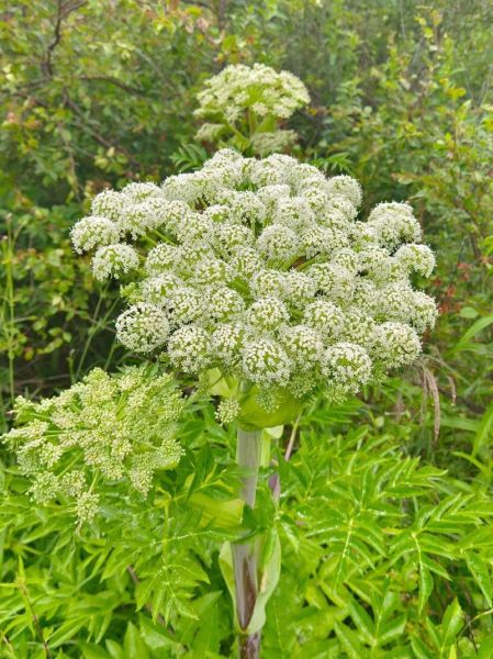 香草美人是什么意思_香草美人典故出处-第3张图片-山城妙识 香草美人是什么意思_香草美人典故出处-第3张图片-山城妙识