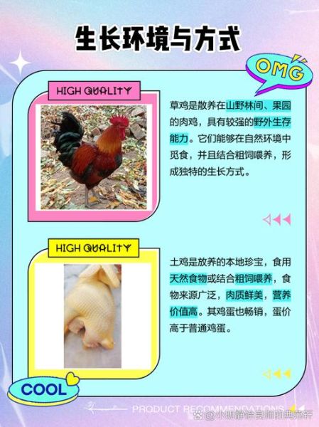 草鸡是什么意思_草鸡是哪里的方言-第2张图片-山城妙识