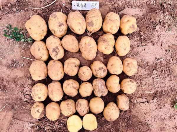 马铃薯品种有哪些_马铃薯品种怎么选-第2张图片-山城妙识 马铃薯品种有哪些_马铃薯品种怎么选-第2张图片-山城妙识