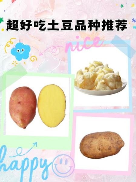 马铃薯品种有哪些_马铃薯品种怎么选-第3张图片-山城妙识 马铃薯品种有哪些_马铃薯品种怎么选-第3张图片-山城妙识
