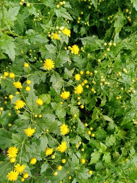 菊花脑的副作用有哪些_菊花脑吃多了会怎样-第2张图片-山城妙识