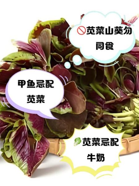 红苋菜不能和什么一起吃_红苋菜相克食物有哪些-第3张图片-山城妙识