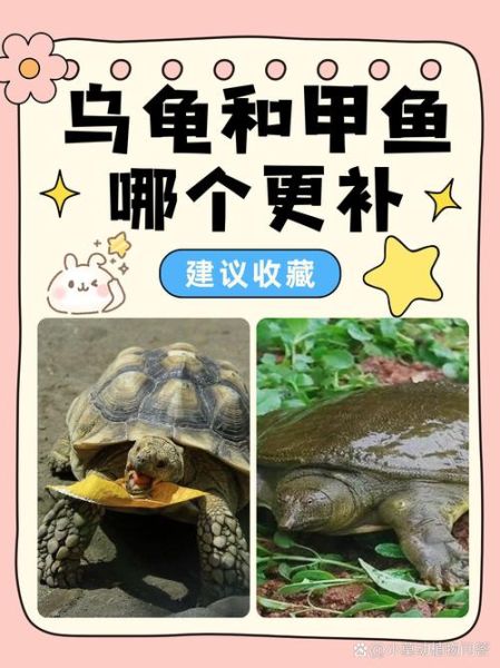 王八和鳖的区别_王八是鳖吗-第1张图片-山城妙识