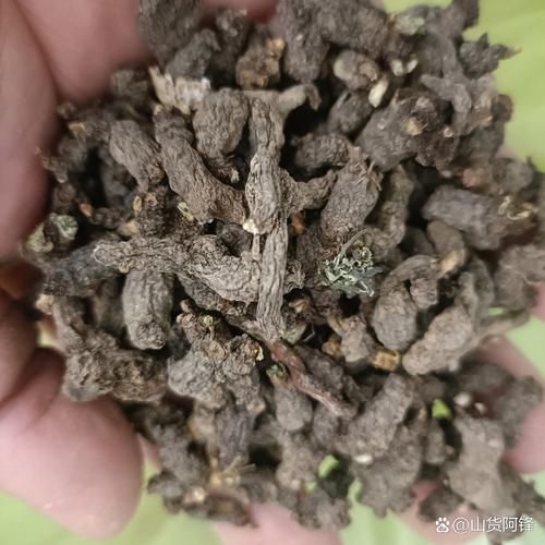 紫背天葵子图片长什么样_紫背天葵子真假辨别方法-第2张图片-山城妙识