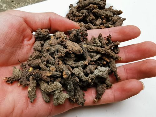 紫背天葵子图片长什么样_紫背天葵子真假辨别方法-第3张图片-山城妙识