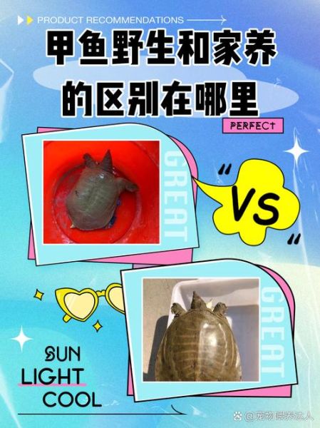 甲鱼养殖基地在哪_甲鱼养殖基地分布-第2张图片-山城妙识 甲鱼养殖基地在哪_甲鱼养殖基地分布-第2张图片-山城妙识