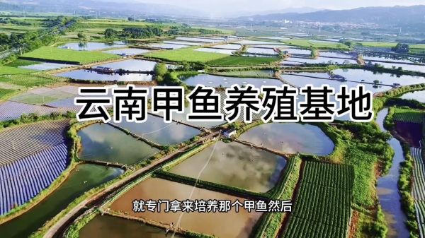 甲鱼养殖基地在哪_甲鱼养殖基地分布-第1张图片-山城妙识 甲鱼养殖基地在哪_甲鱼养殖基地分布-第1张图片-山城妙识