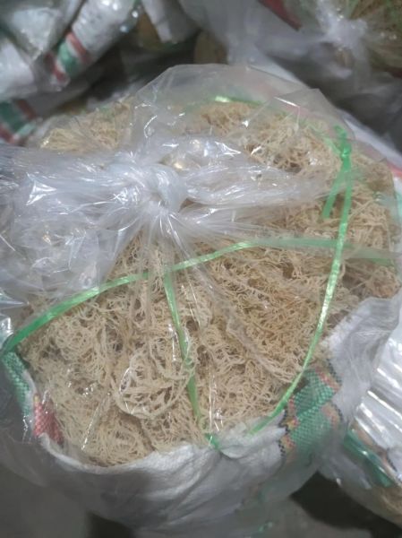 东北野生龙须菜图片_龙须菜和石花菜区别-第2张图片-山城妙识