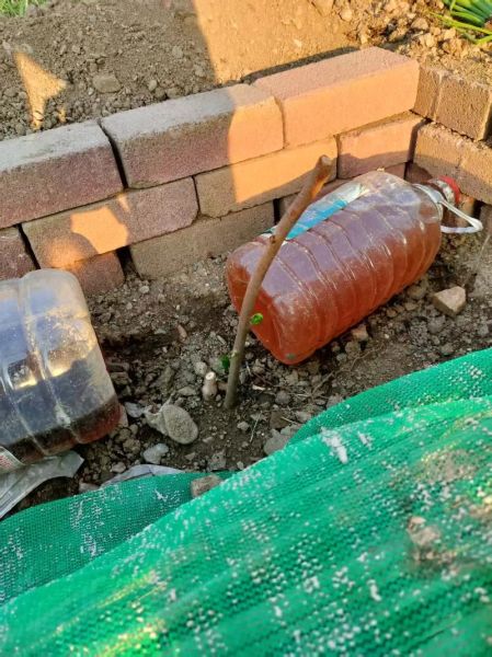 软枣猕猴桃树苗怎么种_软枣猕猴桃树苗几年结果-第1张图片-山城妙识