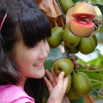 软枣猕猴桃树苗怎么种_软枣猕猴桃树苗几年结果-第3张图片-山城妙识