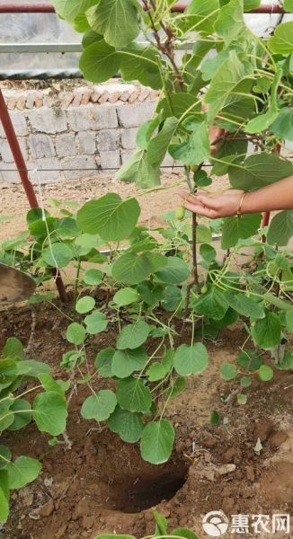 软枣猕猴桃树苗怎么种_软枣猕猴桃树苗几年结果-第2张图片-山城妙识