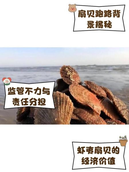 獐子岛扇贝去哪了_獐子岛财务造假真相-第1张图片-山城妙识