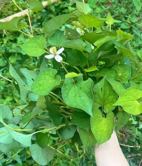 鱼腥草能治痛风吗_鱼腥草降尿酸效果怎么样-第1张图片-山城妙识