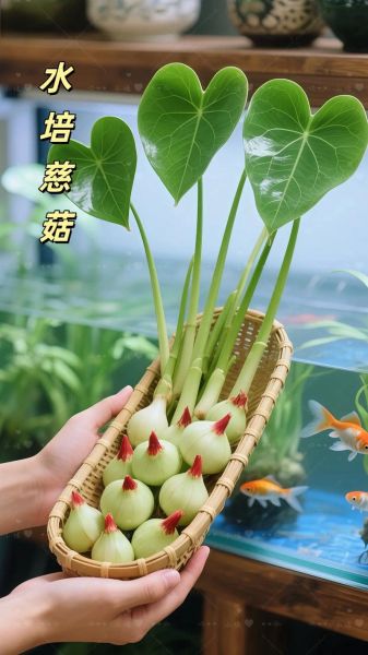 慈菇怎么做好吃_慈菇的家常做法大全-第3张图片-山城妙识