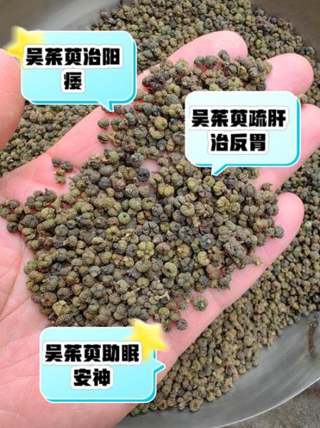 吴茱萸的功效与作用_吴茱萸的禁忌有哪些-第2张图片-山城妙识 吴茱萸的功效与作用_吴茱萸的禁忌有哪些-第2张图片-山城妙识