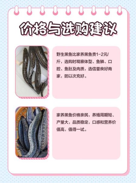 野生黑鱼和家养黑鱼区别_如何一眼分辨-第1张图片-山城妙识 野生黑鱼和家养黑鱼区别_如何一眼分辨-第1张图片-山城妙识