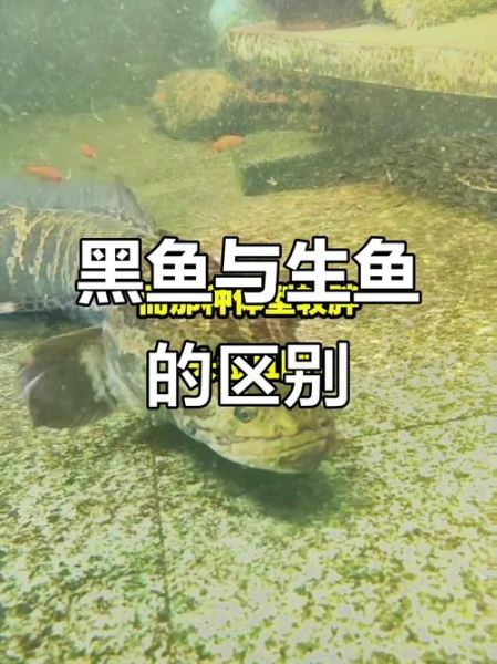 野生黑鱼和家养黑鱼区别_如何一眼分辨-第3张图片-山城妙识 野生黑鱼和家养黑鱼区别_如何一眼分辨-第3张图片-山城妙识