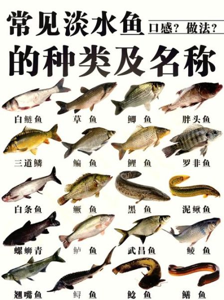 野生黑鱼和家养黑鱼区别_如何一眼分辨-第2张图片-山城妙识 野生黑鱼和家养黑鱼区别_如何一眼分辨-第2张图片-山城妙识