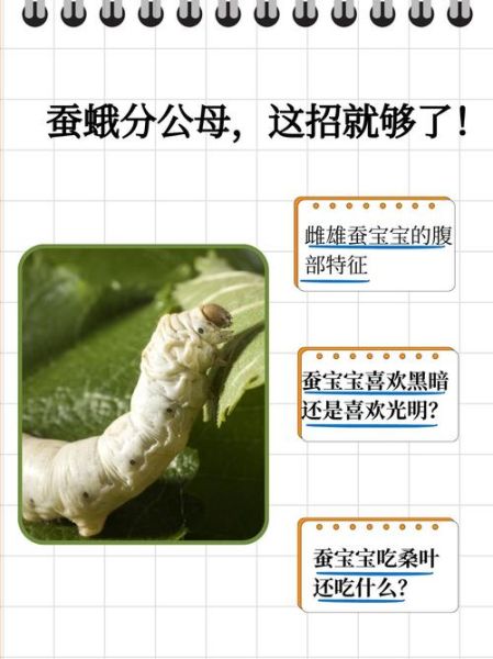 蚕虫图片_如何分辨蚕虫真假-第1张图片-山城妙识