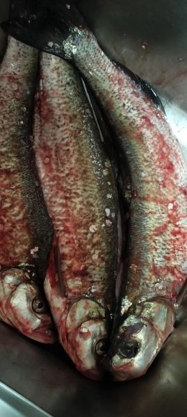 翘嘴鱼多少钱一斤_翘嘴鱼价格走势-第3张图片-山城妙识