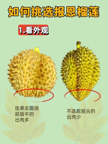 怎么挑选榴莲_榴莲怎么挑才肉多-第3张图片-山城妙识