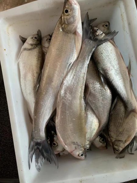 翘嘴鱼多少钱一斤_翘嘴鱼价格走势-第1张图片-山城妙识