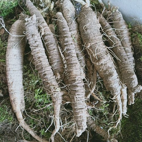 沙参价格多少钱一斤_沙参价格受哪些因素影响-第1张图片-山城妙识 沙参价格多少钱一斤_沙参价格受哪些因素影响-第1张图片-山城妙识