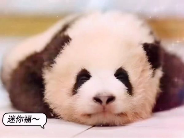 小奶狗app福引导怎么用_小奶狗app福引导安全吗-第3张图片-山城妙识 小奶狗app福引导怎么用_小奶狗app福引导安全吗-第3张图片-山城妙识