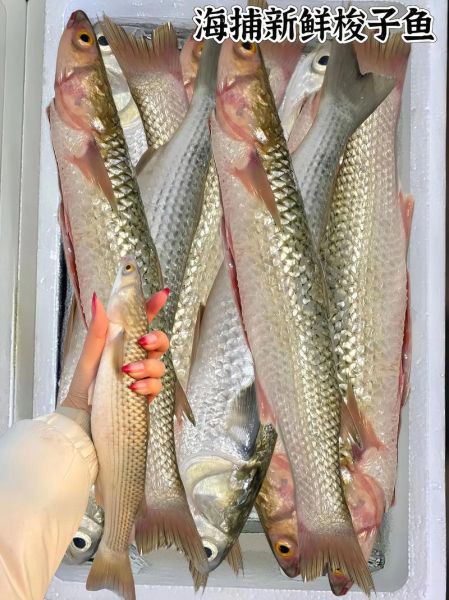 梭子鱼图片大全_如何辨别真假-第2张图片-山城妙识