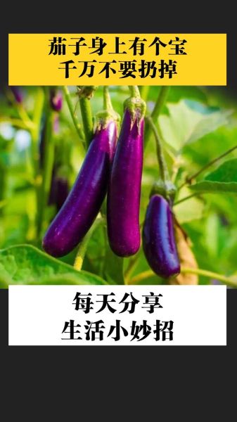 茄子营养价值高吗_茄子功效与作用有哪些-第3张图片-山城妙识 茄子营养价值高吗_茄子功效与作用有哪些-第3张图片-山城妙识