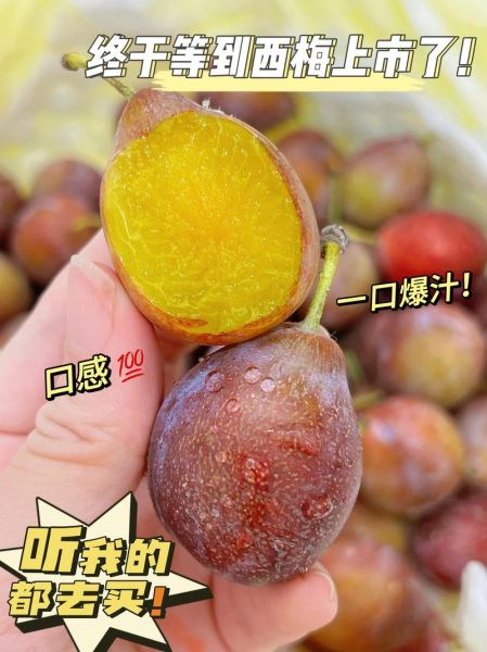 西梅app是什么_西梅app怎么用-第1张图片-山城妙识