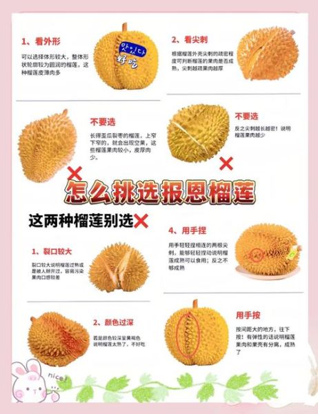榴莲怎么挑选公母_榴莲公母区别图解-第3张图片-山城妙识 榴莲怎么挑选公母_榴莲公母区别图解-第3张图片-山城妙识