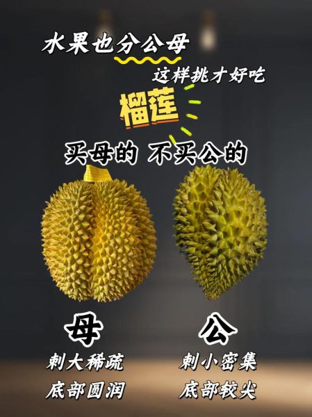 榴莲怎么挑选公母_榴莲公母区别图解-第1张图片-山城妙识 榴莲怎么挑选公母_榴莲公母区别图解-第1张图片-山城妙识