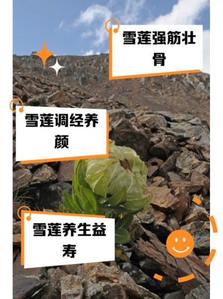 干雪莲花有什么功效_干雪莲花怎么吃效果最好-第3张图片-山城妙识