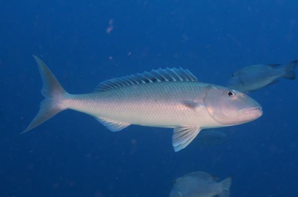 鱼的图片大全大图片_高清大图哪里找-第2张图片-山城妙识 鱼的图片大全大图片_高清大图哪里找-第2张图片-山城妙识