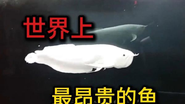 世界十大最贵的鱼多少钱一条_为什么这么贵-第3张图片-山城妙识 世界十大最贵的鱼多少钱一条_为什么这么贵-第3张图片-山城妙识