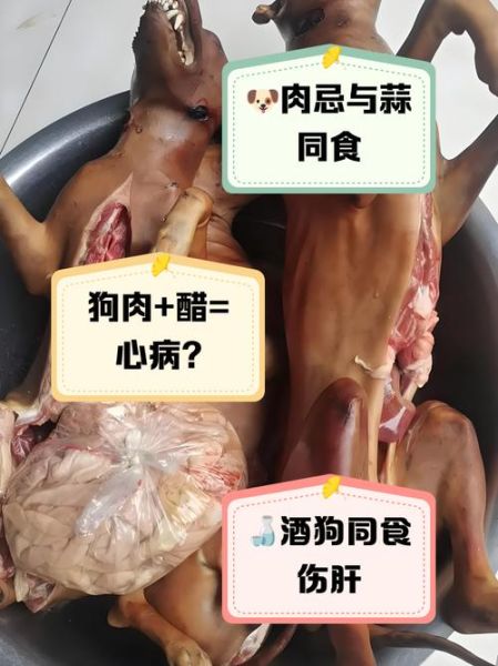 吃狗肉忌什么食物_狗肉不能和什么一起吃-第2张图片-山城妙识