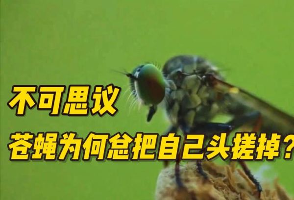 苍蝇头掉了还能活多久_苍蝇头掉了还能装回去吗-第1张图片-山城妙识