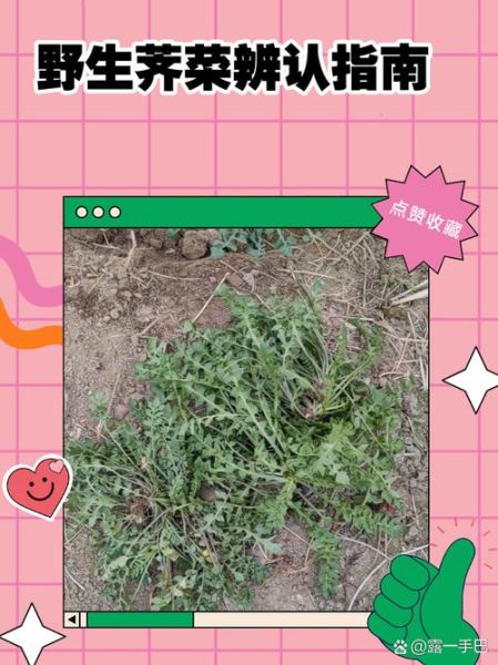 荠菜长什么样_荠菜怎么辨认-第1张图片-山城妙识